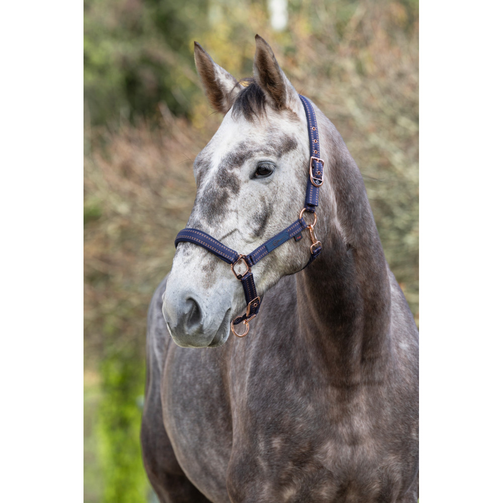 Licol d'équitation Royal Covalliero pour cheval