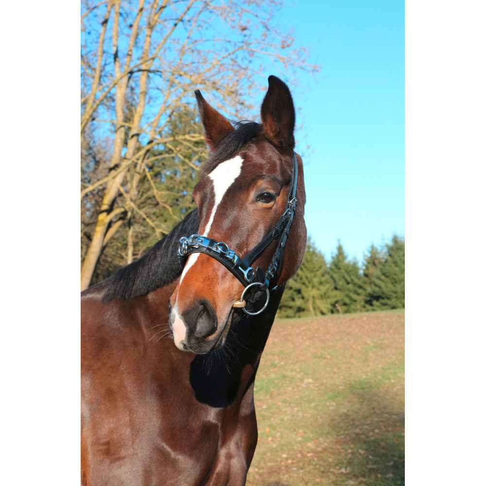 Cavesson ou caveçon - Matériel d'Equitation