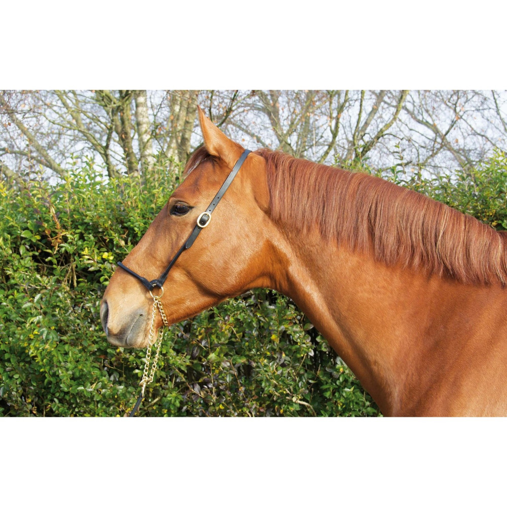 Licol de présentation en cuir T de T pour cheval