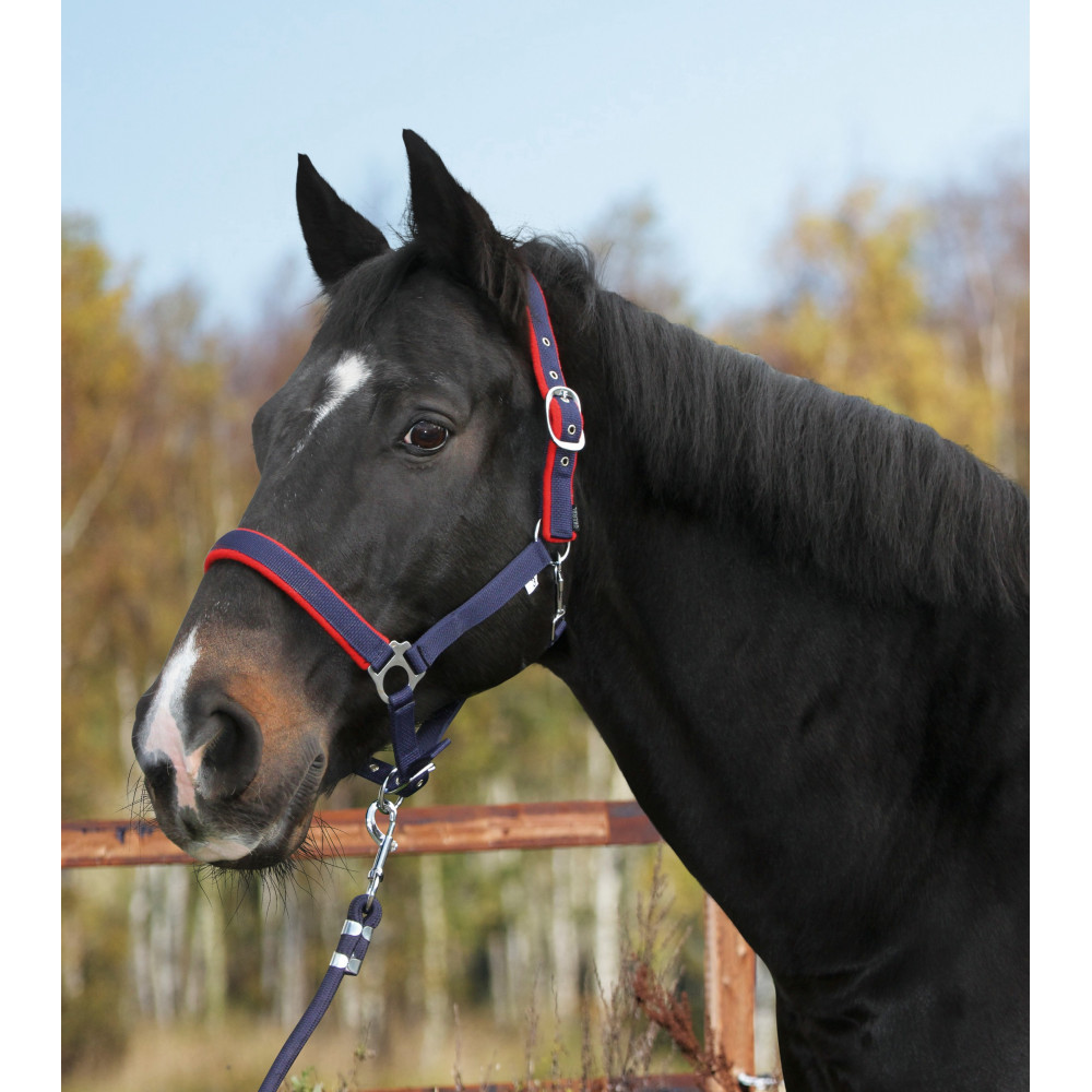 Licol cheval : Matériel d'Equitation | EQUI-CLIC
