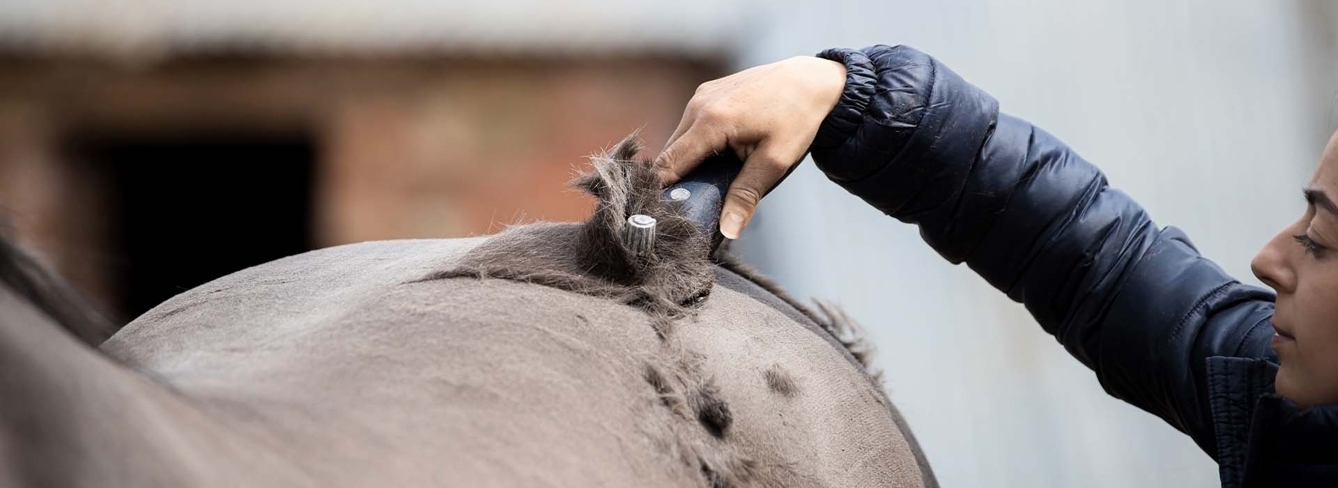 Découvrez comment bien tondre son cheval