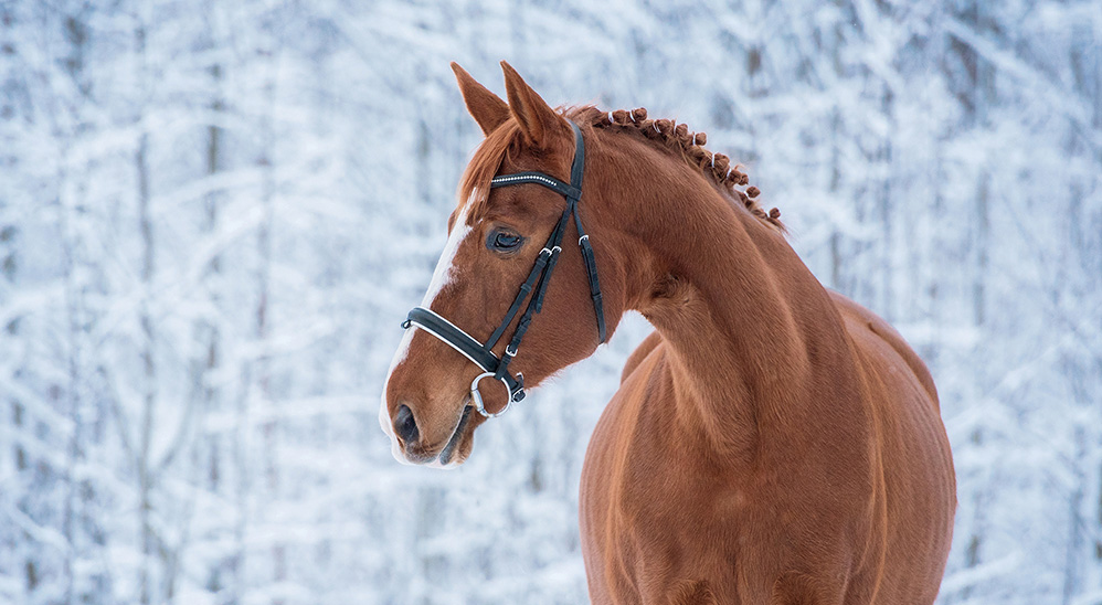 Comment bien préparer son cheval pour l’hiver