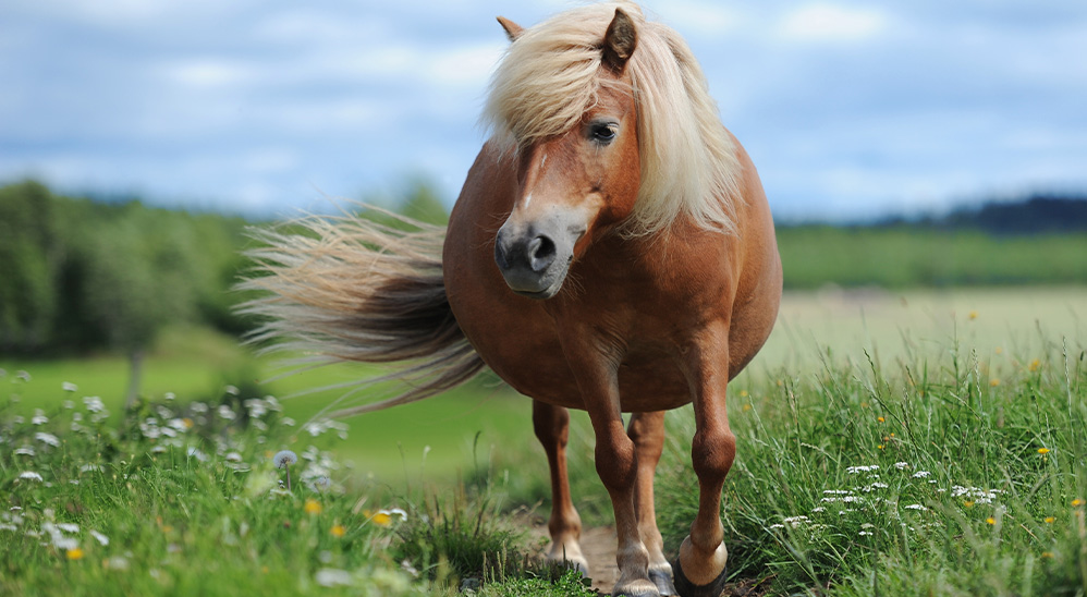 L’obésité et le surpoids chez le cheval