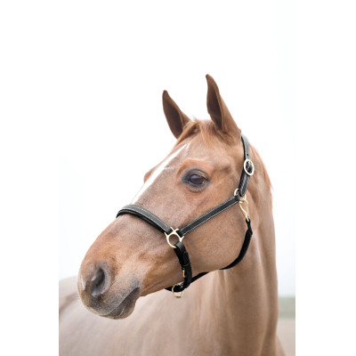 Licol Cob : Confort & Durabilité pour Chevaux de Taille Cob